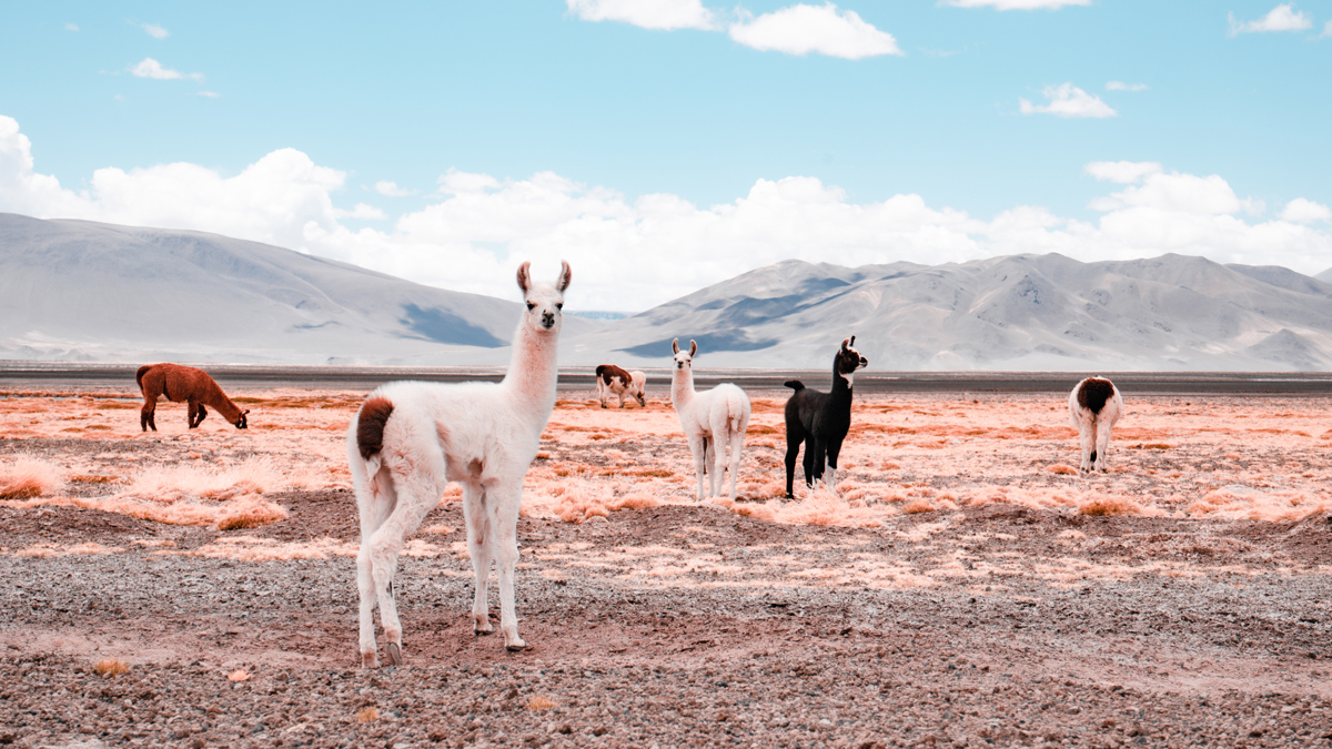 Trips of a lifetime for 2026 | High Life Magazine
